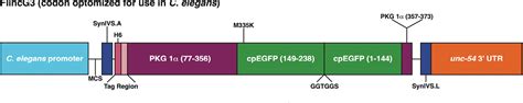 figure 1 from using a robust and sensitive gfp based cgmp sensor for