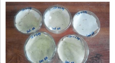 Insecticidal Activity Of The Aqueous Solution Against Tribolium Castaneum Download Scientific