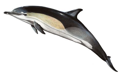 Delphinus Delphis Png By Lg Design On Deviantart