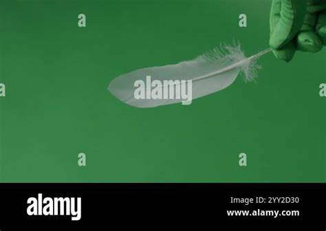 Feather Movement On A Green Screen Feathers Moving Float And Fly In Front Of The Camera Green