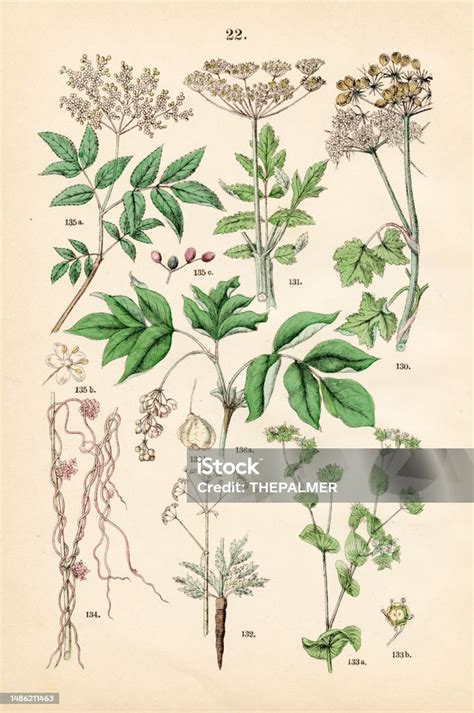 호그 위드 야생 파스 닙 Asafetida 그린 골드 유럽 Dodder Elderberry 유럽 블래더 너트식물 삽화 1883