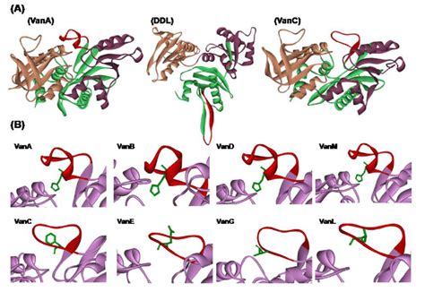 Structure Function Analysis Of Vancomycin Resistance Conferring