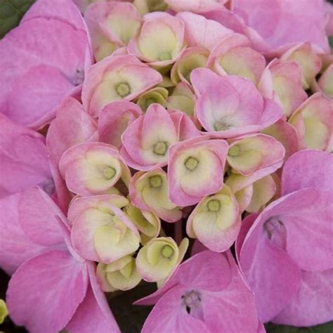 Bloomstruck Hydrangea Endless Summer Plantingtree