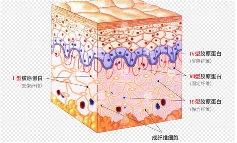 胶原再生 Adm H在整形外科应用的前瞻性 春雨医生