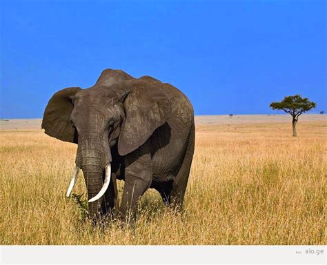 აფრიკა აფრიკის სავანები