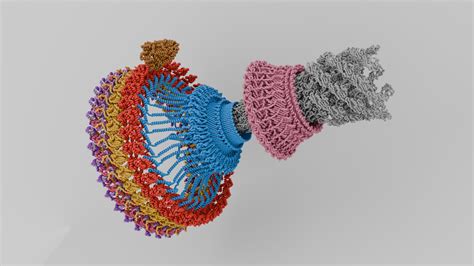 The Bacterial Flagellum A Marvel Of Nanotechnology Id The Future