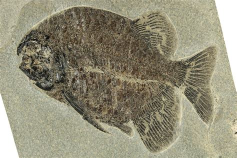 108 Scarce Fish Fossil Phareodus Unusual Compression 251887 108 Scarce Fish Fossil Phareodus Unusual Compression 251887