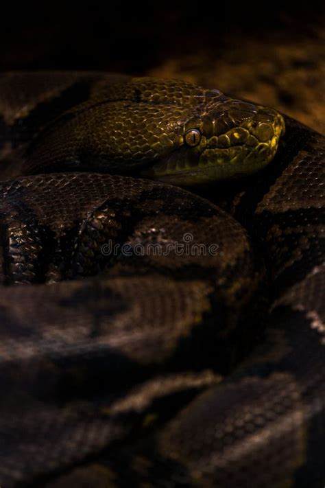 Lattice Python Portrait Snake In Nature Stock Image Image Of Royal Dangerous