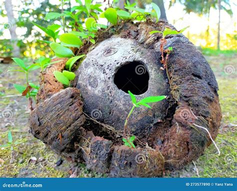 Coconuts That Have Long Fallen From Trees And Rotted And Grown With Various Wild Plants Stock