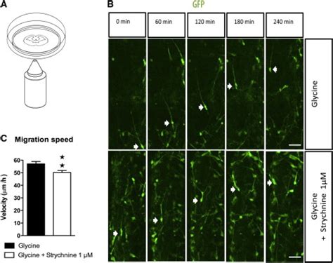 Glyr Blockade Reduces Interneuron Migration Speed In Brain Slices