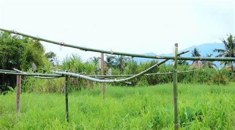 Starting From Scratch The Journey Of Dexters World Dexters World