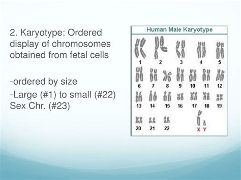 Ppt Chromosomal Disorders And Karyotyping Powerpoint Presentation Id