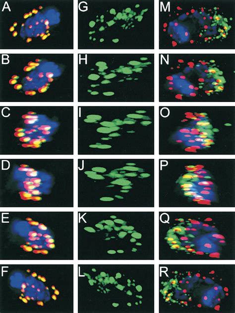 Figure 1 From A Chromatin Insulator Determines The Nuclear Localization Of Dna Semantic Scholar