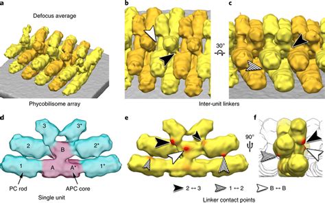 Native In Situ Structure Of The Synechocystis Phycobilisome Array A