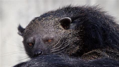 El Fascinante Mundo Del Binturong El Animal Que Huele Como Las
