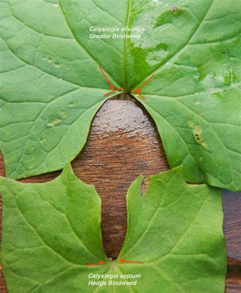 Calystegia And Convolvulus Species Bindweeds — Bsbi Vc77