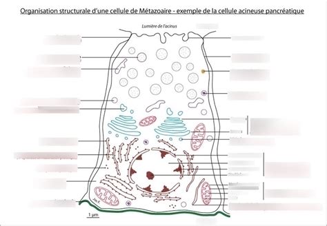 Structure Des Cellules Pancréatiques