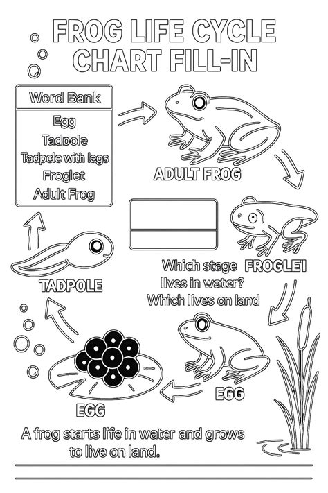 Frog Life Cycle Craft Worksheet Download And Print Now