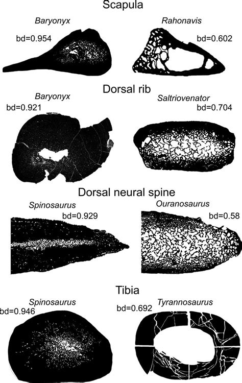Qualitative Comparison Of Bone Compactness In Selected Skeletal