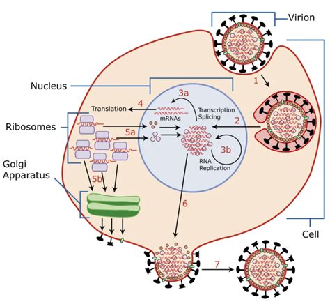 Virus Structure Origin Replication Classification And Example Biology Notes Online