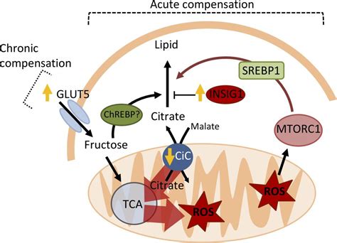 A Diagram Of The Reactions Of The First Round Of Fatty Acid Synthesis Lipogenesis Is Shown Below