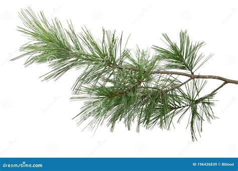 Evergreen Tree Branch Isolated On White Background Stock Image Image Of Flora Green 196436839