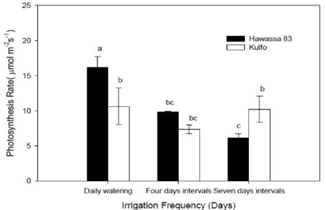 the interaction effects of genotype and irrigation frequency of sweet