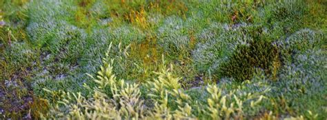 Moss Species Arkivfoto Bild Av Makro Fokus Horisontal 52215590