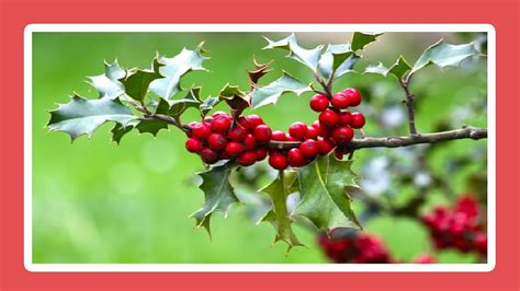 Pollination And Seed Spreading Bbc Bitesize