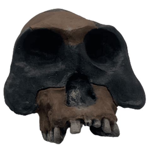 Australopithecus Garhi Kayrote