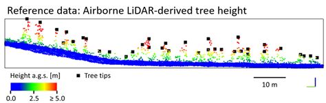 profile of tree positions and height derived from airborne lidar