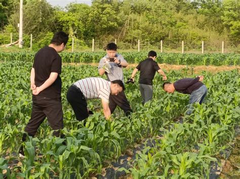 国家玉米产业技术体系外来物种入侵防控岗位团队来我站调研春玉米病虫害情况