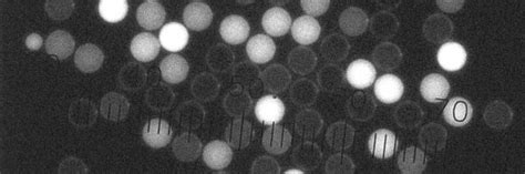 Flow Cytometry Calibration Microspheres Manufacturer