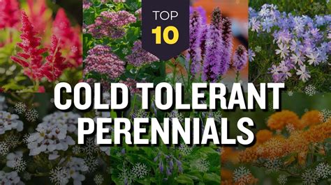How Cold Is Too Cold To Plant Perennials At Sara Halford Blog