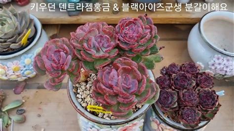 키우던 덴트라젬홍금 And 블랙아이즈군생 분갈이해요 깨끗한 설화롱분에 심어주니 깔끔하고 예쁘네요~ Youtube