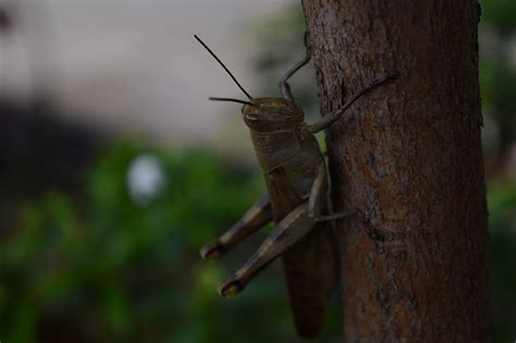 Grasshopper Insect Entomology Free Photo On Pixabay Pixabay