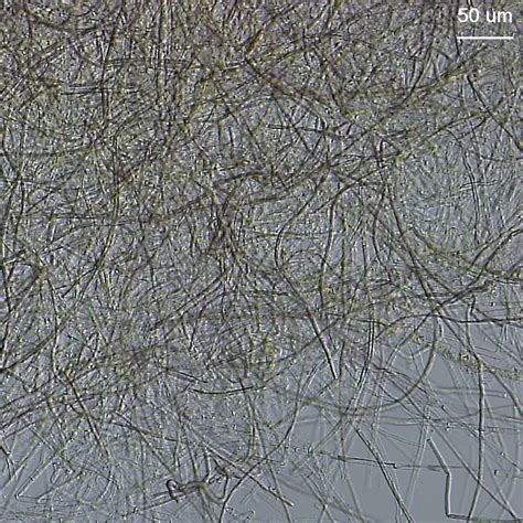 Home Detail Ku Macc Kobe Univ Macroalgal Culture Collection