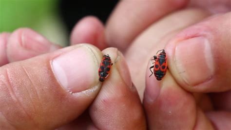 Chernobyl Mutations In Humans Chernobyl Breakthrough As New Discovery