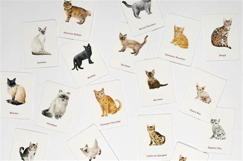 Каталог Пород Кошек С Фотографиями — Фото Картинки