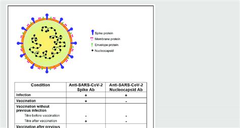 Simplified Scheme Of Sars Cov 2 Structure And Interpretation Of
