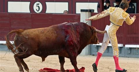 투우 경기 중 둔부에 25cm 중상 입은 투우사