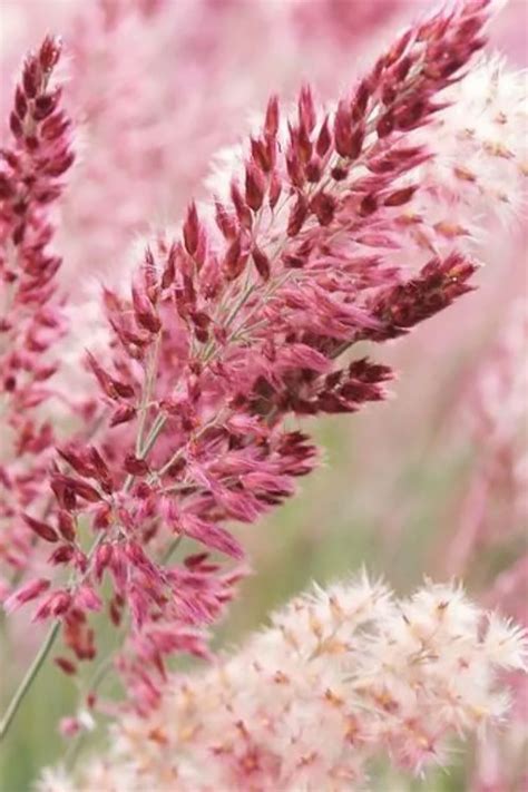 Buy Savannah Ruby Grass Melinus Nerviglumus Free Shipping Wilson
