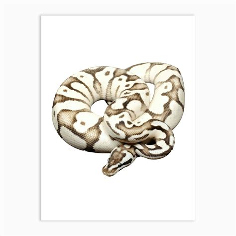 Ball Python Art Print By Sedap Malam Fy