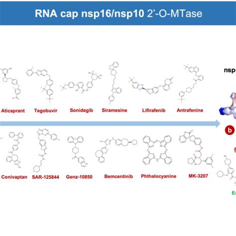Predicted Potential Inhibitors Of The Nsp16 Nsp10 2′ O Mtase Complex Download Scientific