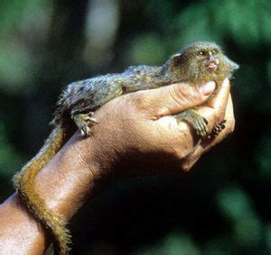 Pygmy Marmoset Wisconsin National Primate Research Center Uwmadison