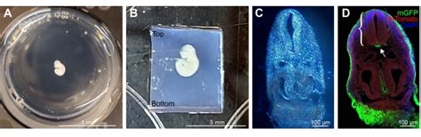 E9 Mouse Embryo Fixation Protocol Hotsell Fast Lisauniboit