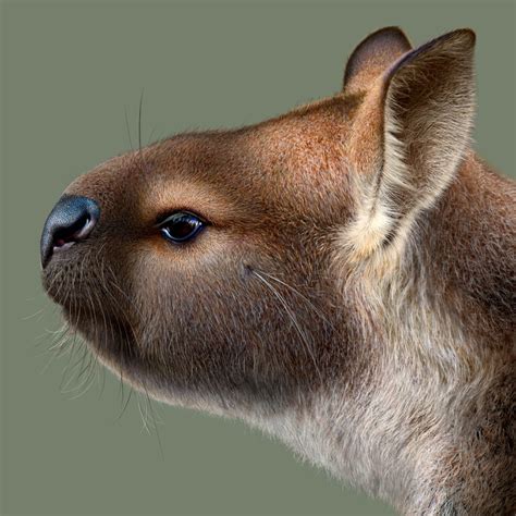An Ancient Kangaroo Has Been Found In An Australian Cave Australian