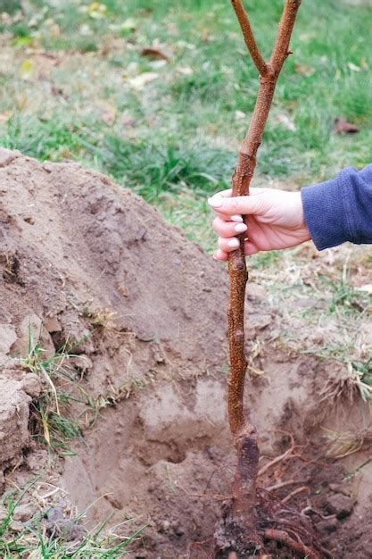 Premium Photo Volunteers Planting A Tree The Woman Plants Fruit Trees In The Garden Hands With