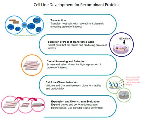 cell line development workflow