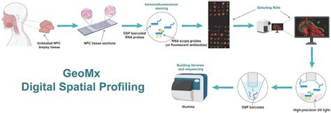 Exploration Of Spatial Heterogeneity Of Tumor Microenvironment In